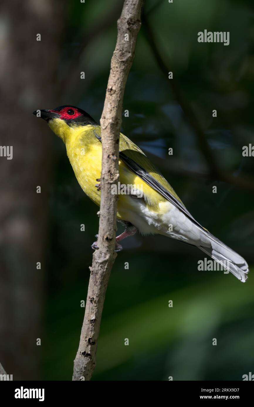 A single male Australasian (Yellow) Figbird Stock Photo - Alamy
