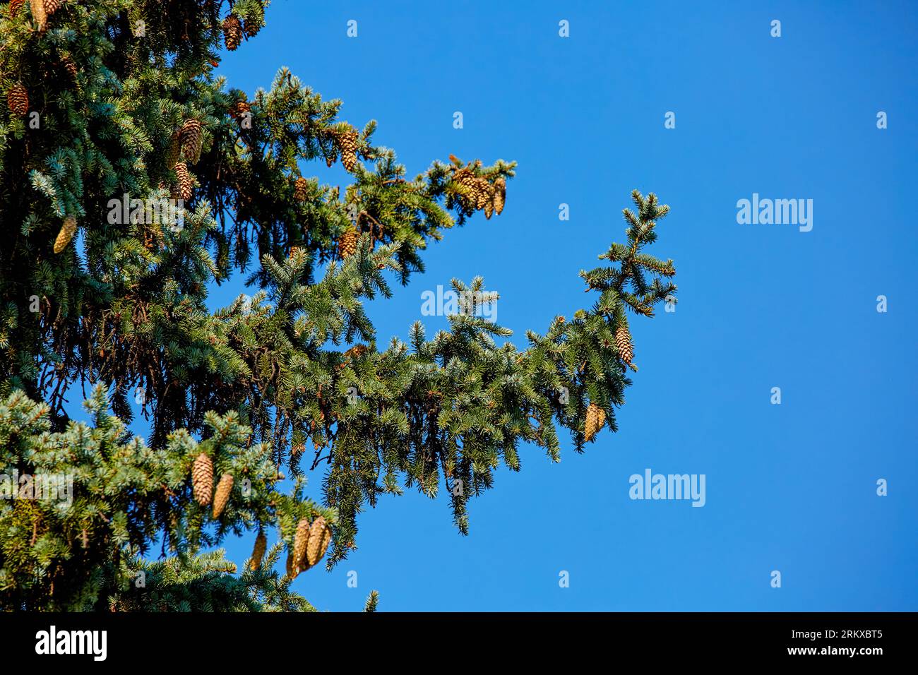Image of a cone on the branches of a tall spruce against a blue sky Stock Photo - Alamy