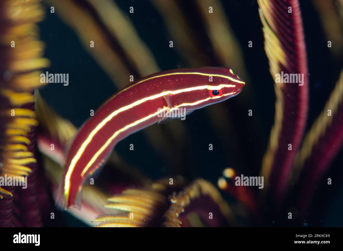 Lepadichthys lineatus hi-res stock photography and images - Alamy