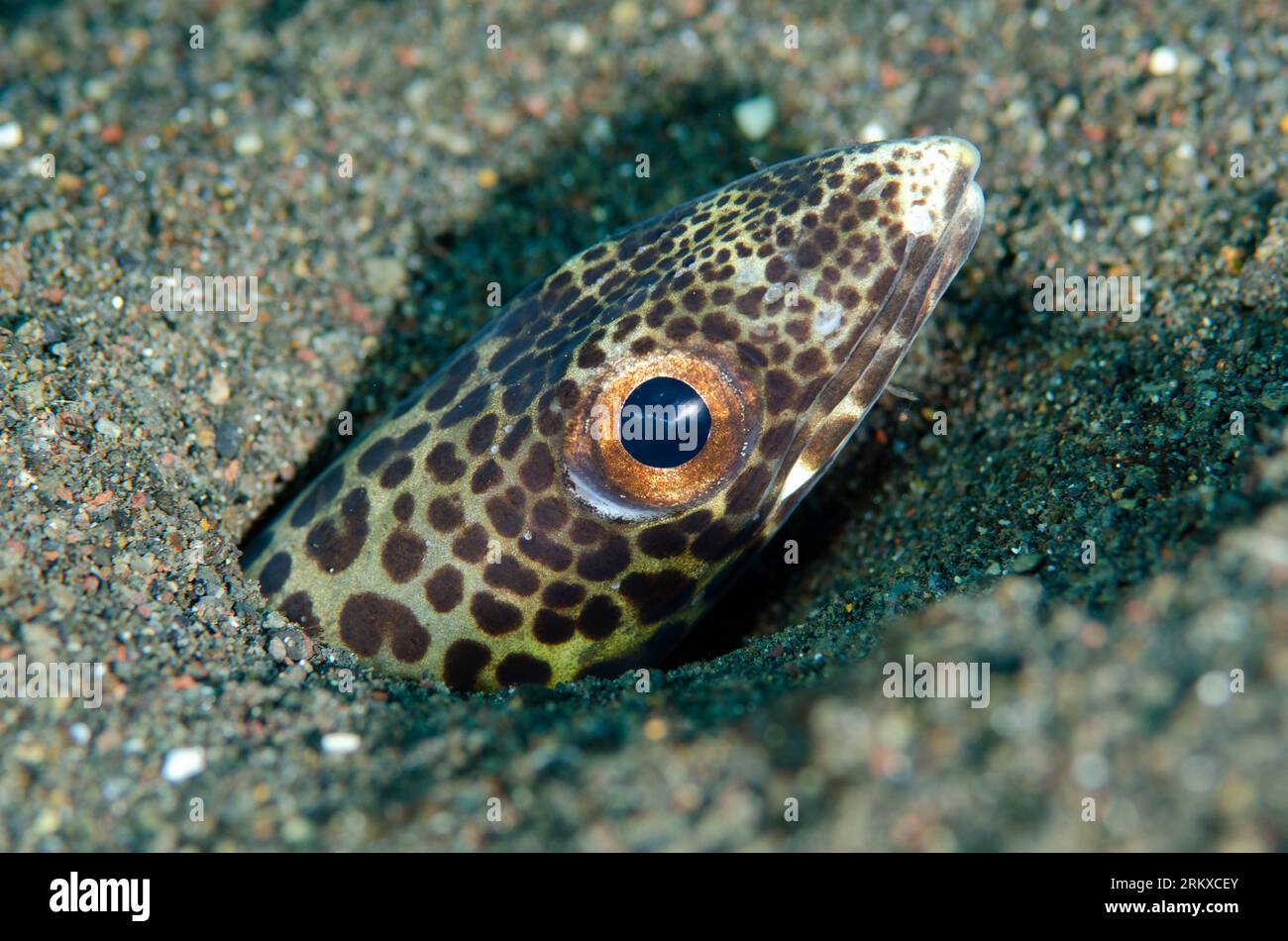 Barred Sand Conger Eel, Ariosoma fasciatus, Ghost Bay dive site, Amed ...