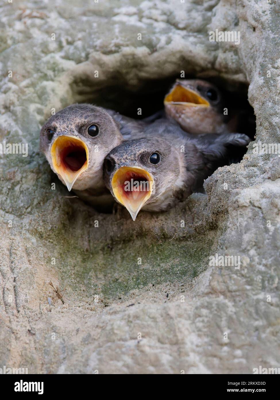 Sand martin (Riparia riparia), three young birds , chicks looking out ...