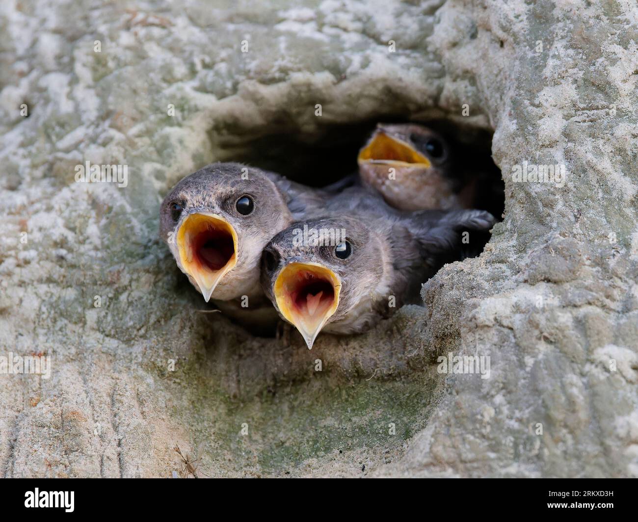Sand martin (Riparia riparia), three young birds , chicks looking out ...