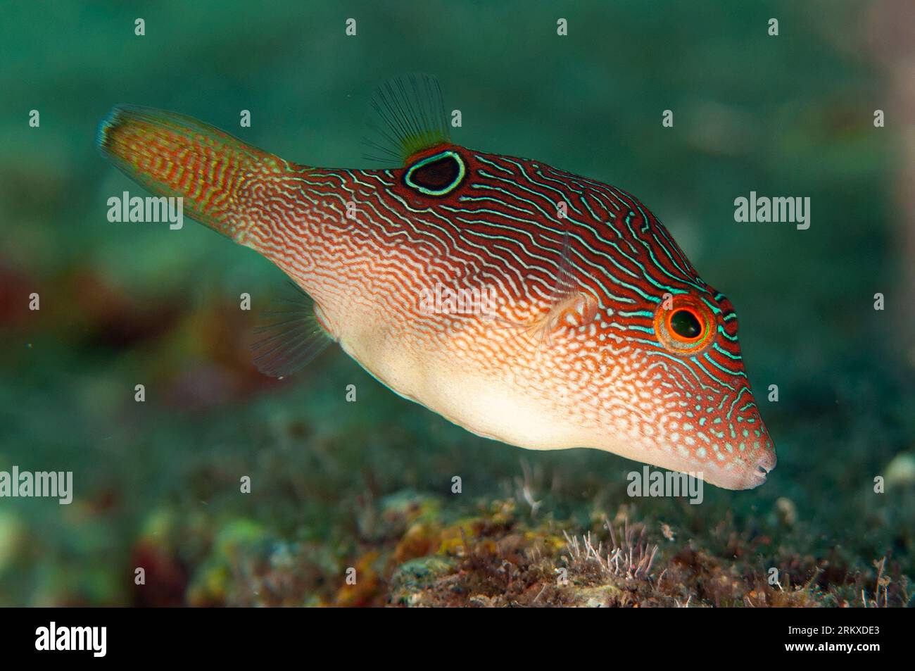 Compressed format hi-res stock photography and images - Alamy