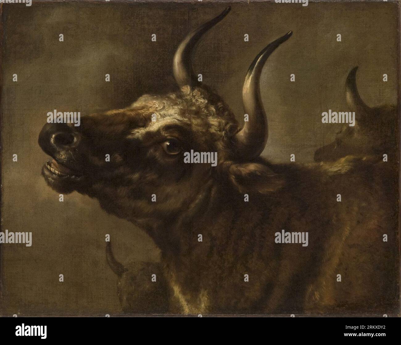 Paulus potter the bull hi-res stock photography and images - Alamy