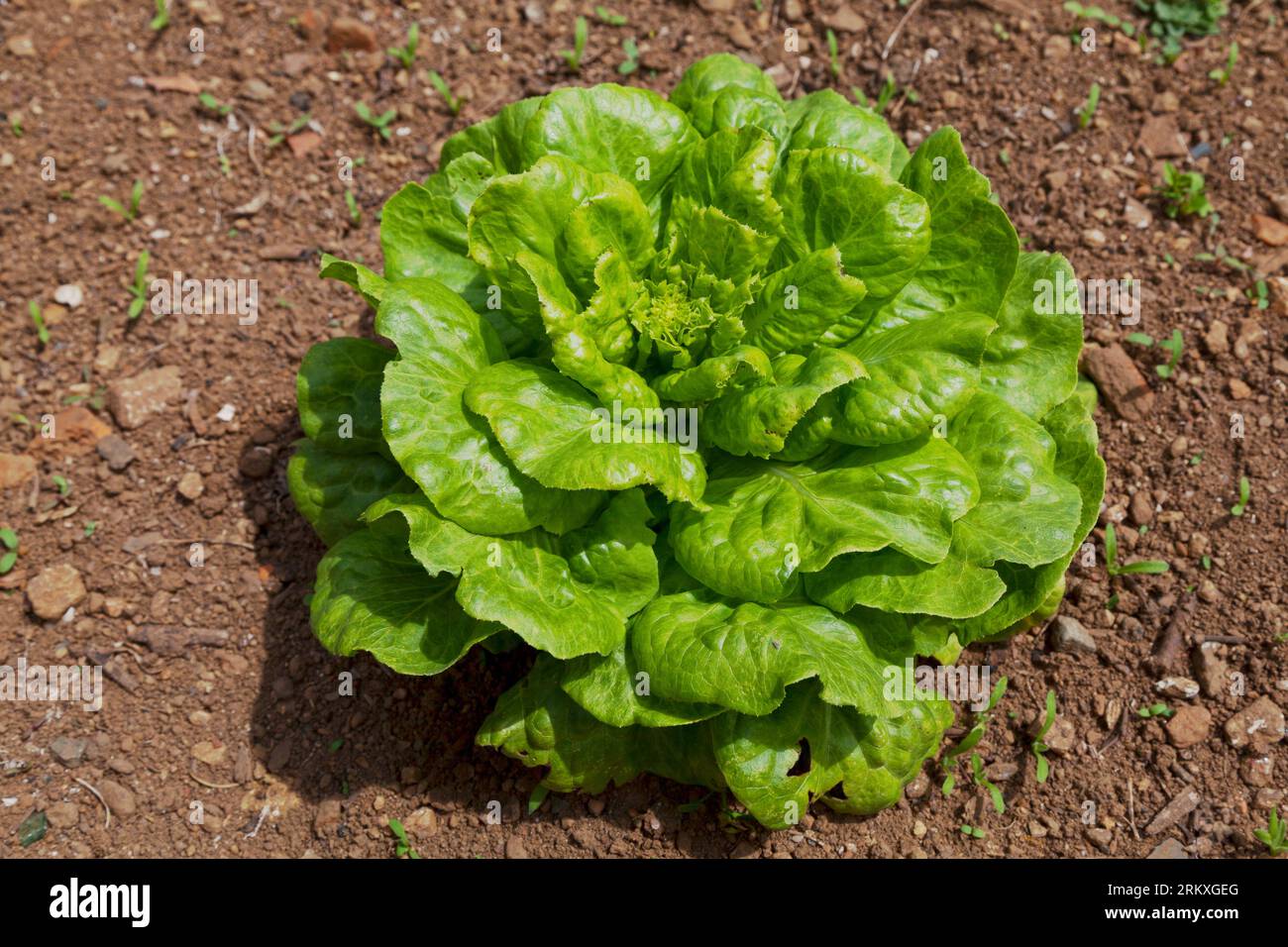 Close-up on a Lettuce in a vegetable garden Stock Photo - Alamy