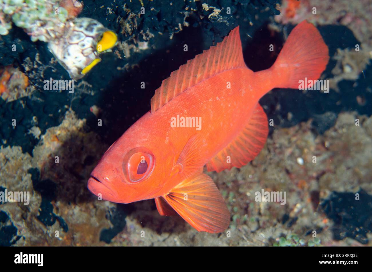 Bloch's Bigeye, Priacanthus blochii, night dive, Pyramids dive site ...