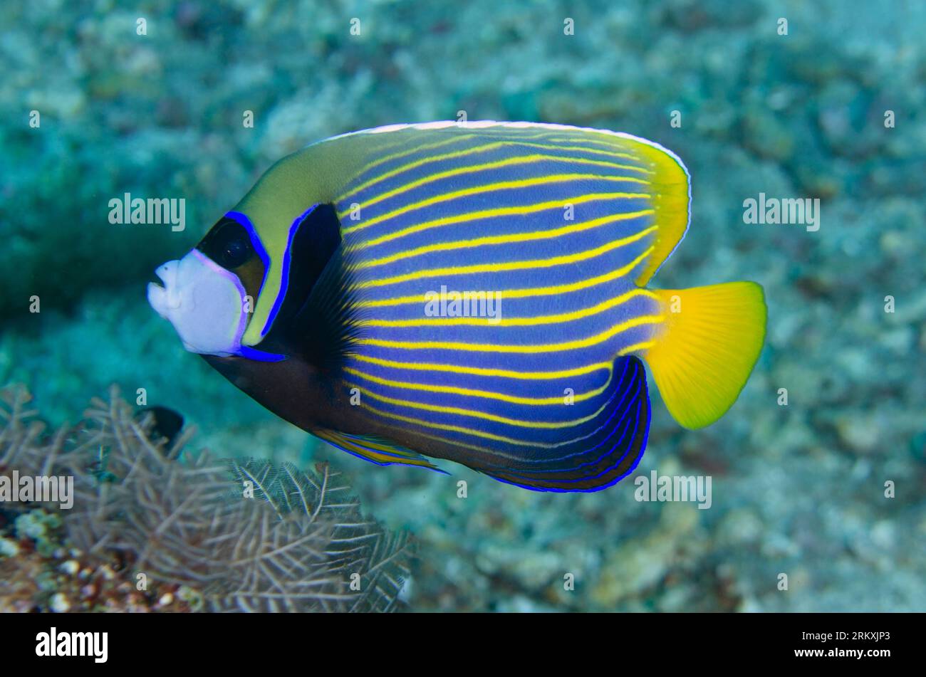 Emperor Angelfish, Pomacanthus imperator, Pyramids dive site, Amed ...