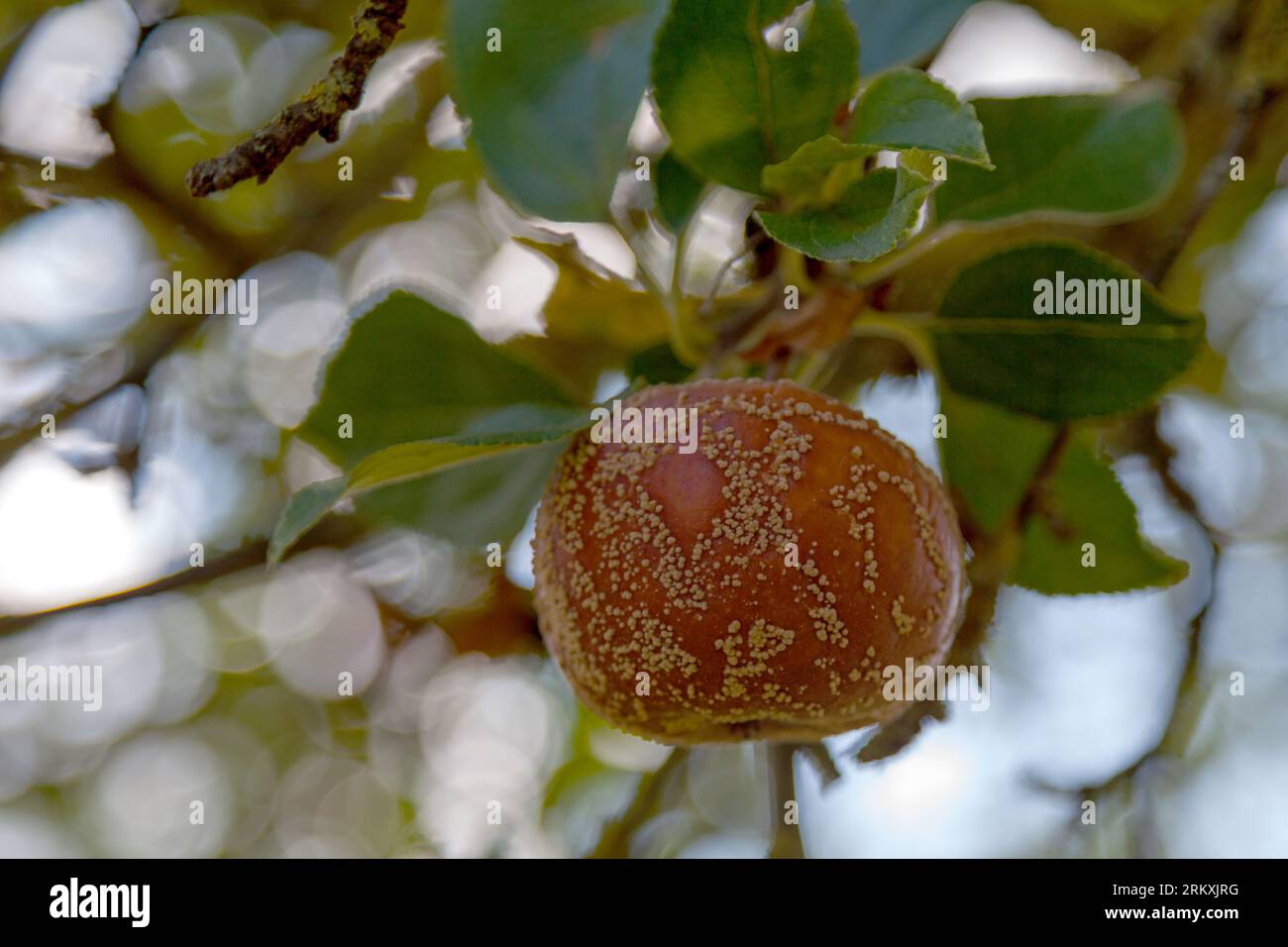 Rotten apple on branch hi-res stock photography and images - Alamy
