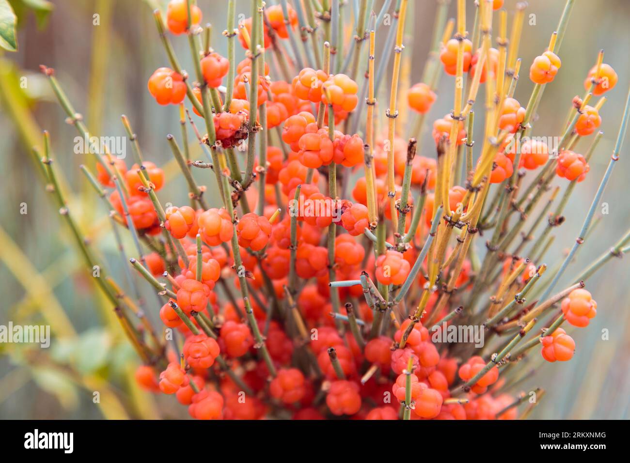 Ephedra is a genus of shrubs of the Oppressive class, the genus of its ...
