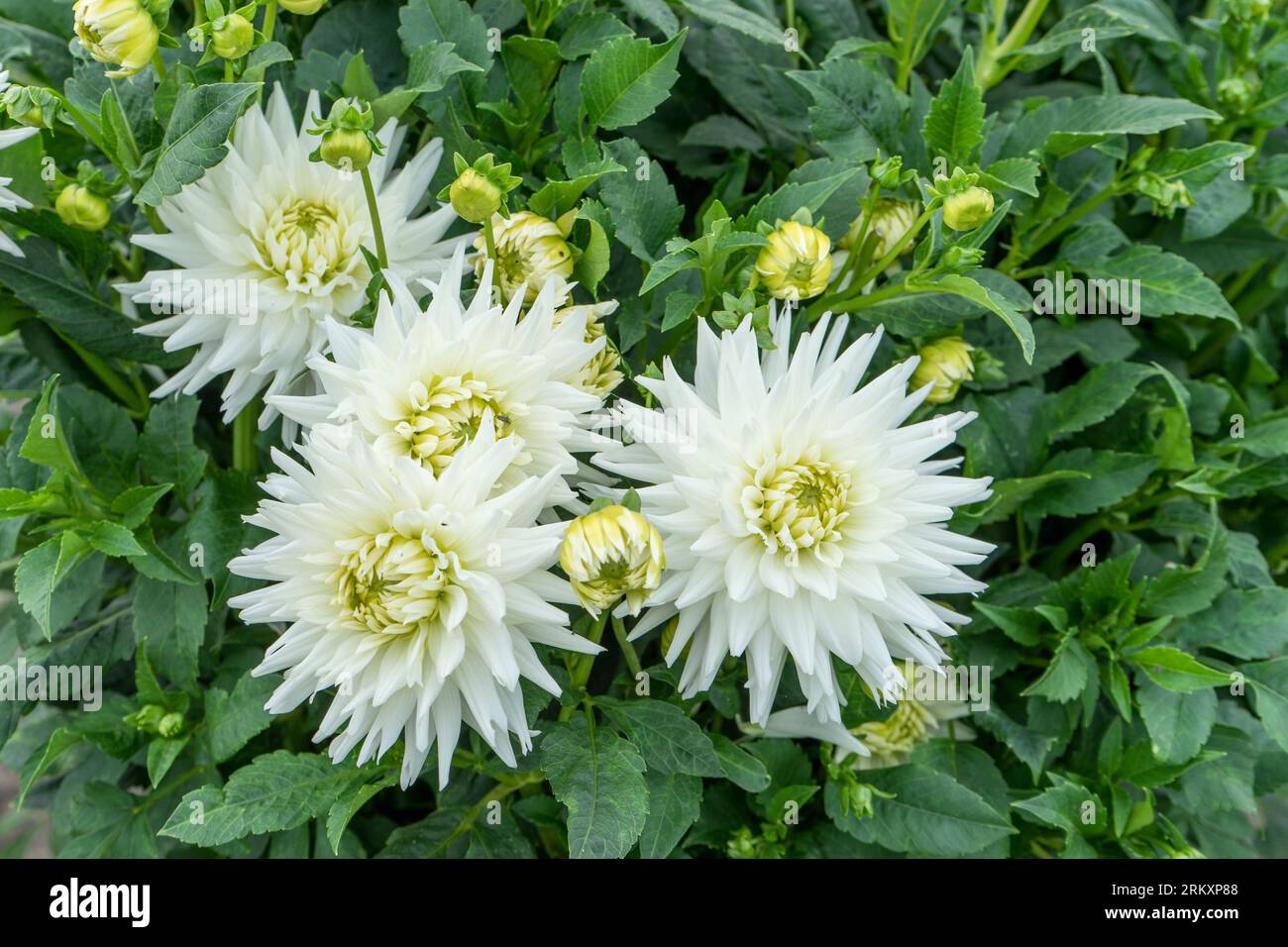 Close shot white flowers hi-res stock photography and images - Alamy