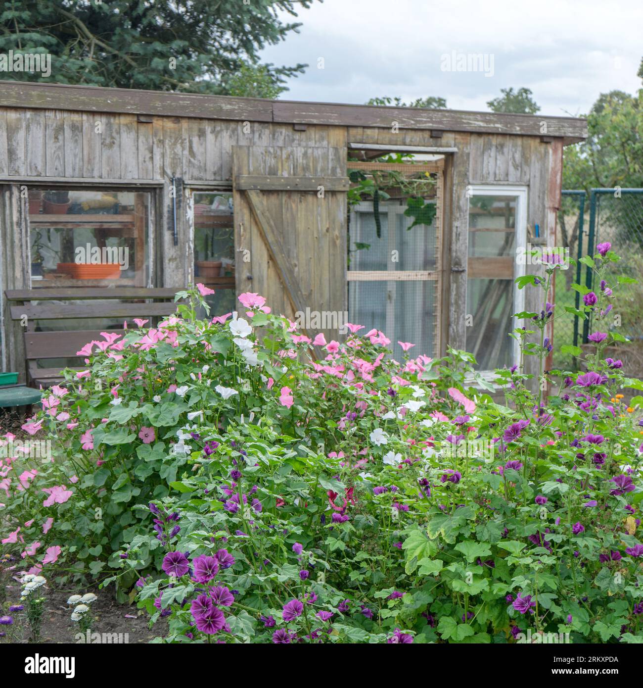 Mallows hi-res stock photography and images - Alamy