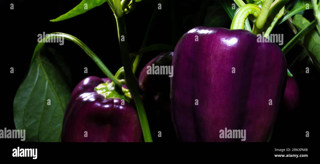 Purple bell peppers still on the plant at night in a small vegetable ...