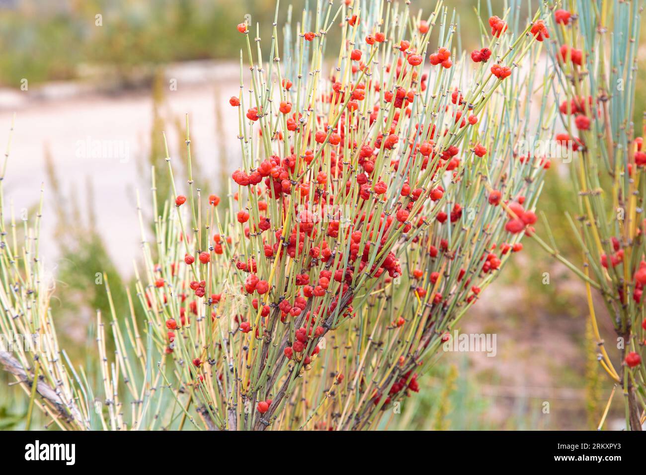 Ephedra is a genus of shrubs of the Oppressive class, the genus of its ...