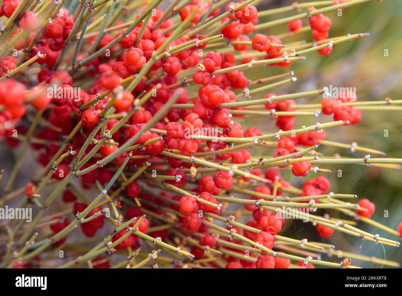 Ephedra is a genus of shrubs of the Oppressive class, the genus of its ...