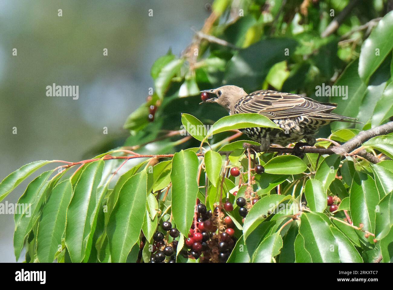 Elsnig, Germany. 26th Aug, 2023. A young starling in a cherry tree in ...