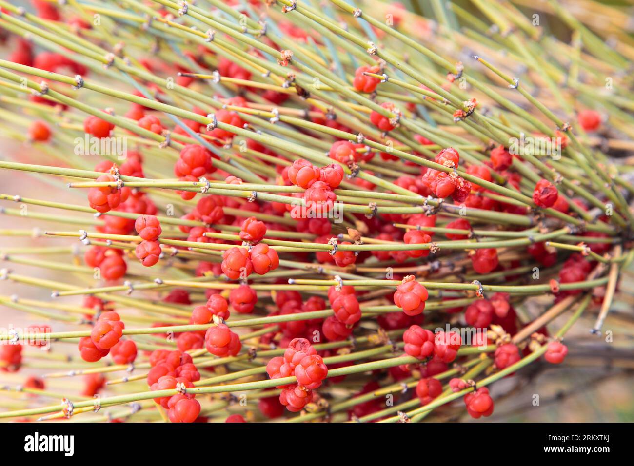 Ephedra is a genus of shrubs of the Oppressive class, the genus of its ...