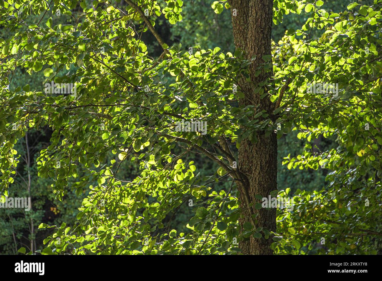 Low angle view of trees in forest Stock Photo - Alamy