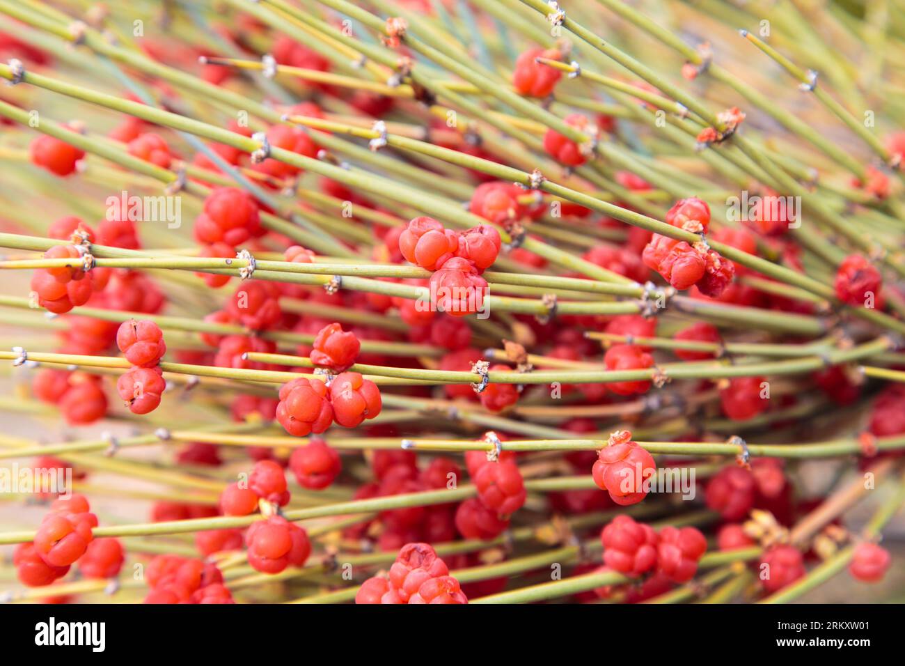 Ephedra is a genus of shrubs of the Oppressive class, the genus of its ...