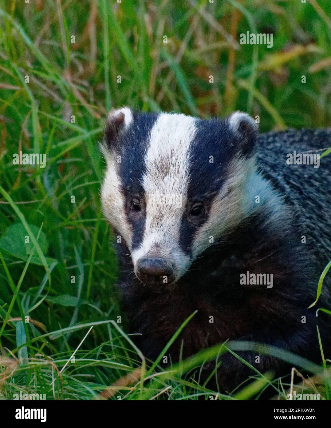 European Badger (Meles meles) Adult in long grass looking Stock Photo ...