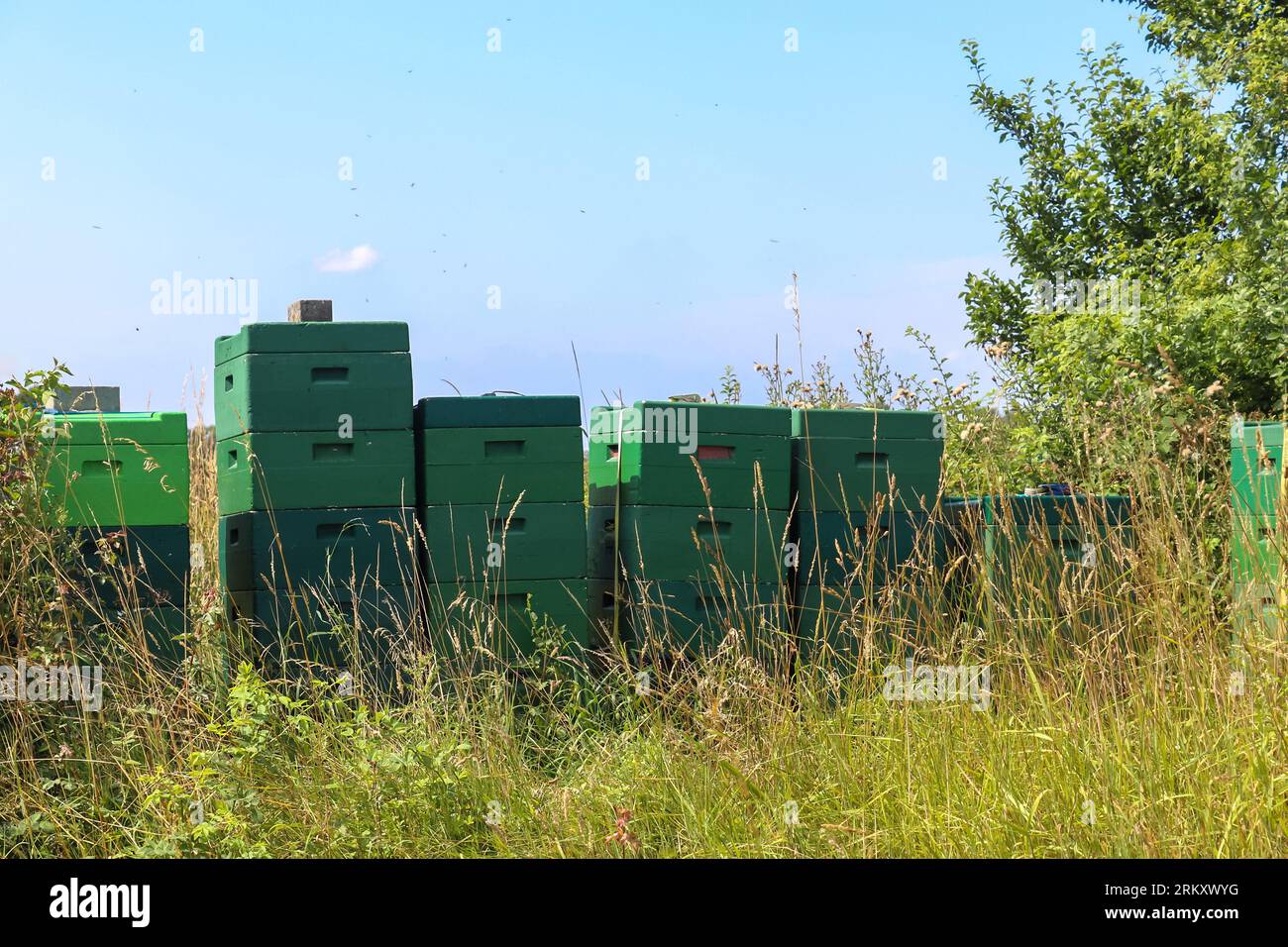 Lots Of Bee Boxes At A Field In Northern Europe Stock Photo - Alamy