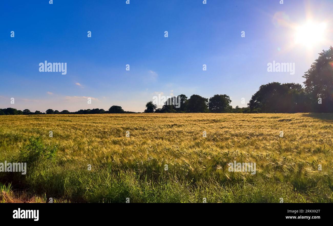 Golden Wheat Field And Sunset Sky, Landscape Of Agricultural Grain ...