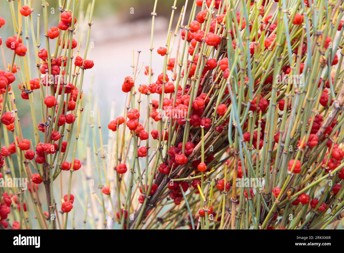 Ephedra is a genus of shrubs of the Oppressive class, the genus of its ...