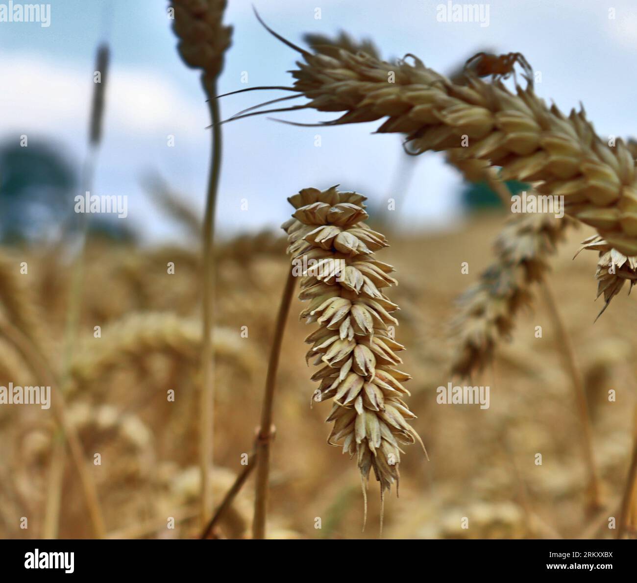 Summer View On Agricultural Crop And Wheat Fields Ready For Harvesting ...