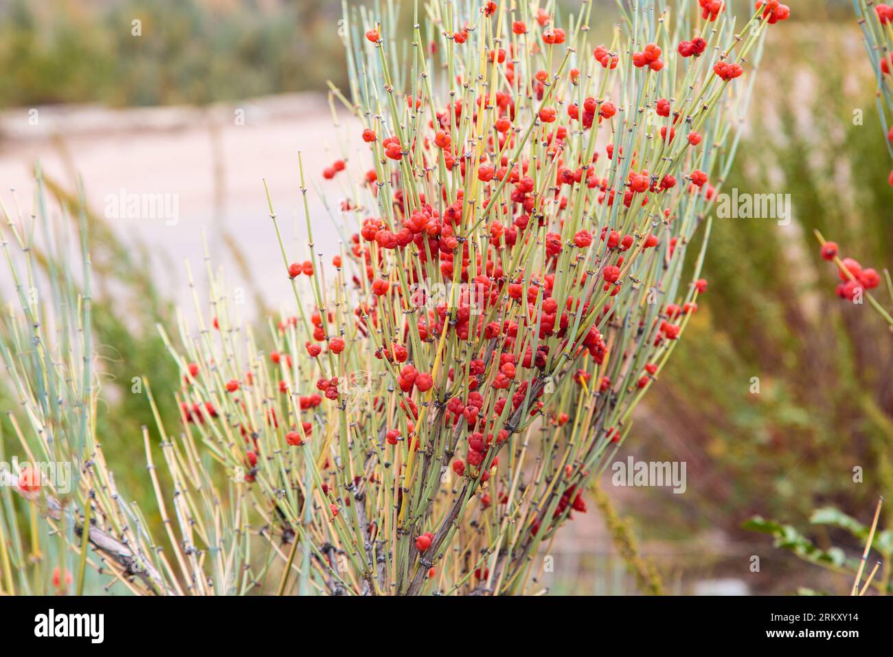 Ephedra is a genus of shrubs of the Oppressive class, the genus of its ...