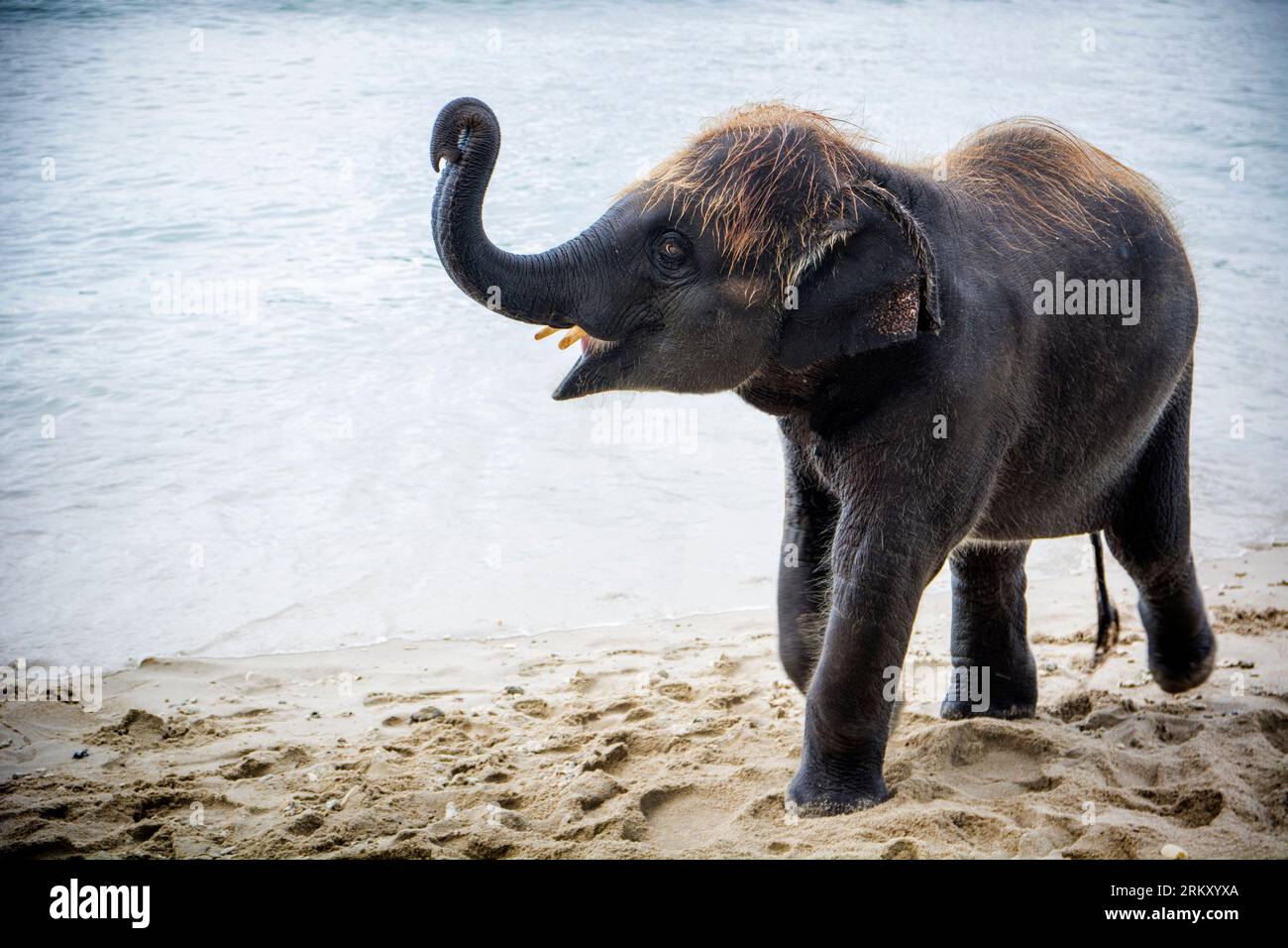 Photo of a cute baby elephant standing on a sandy beach Stock Photo - Alamy