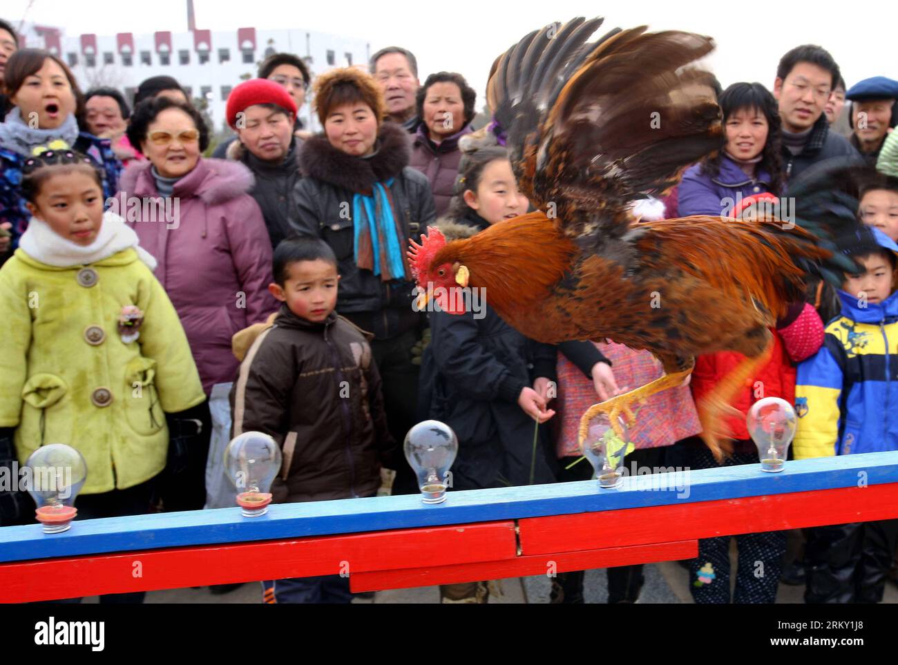 Chicken performance hi-res stock photography and images - Alamy