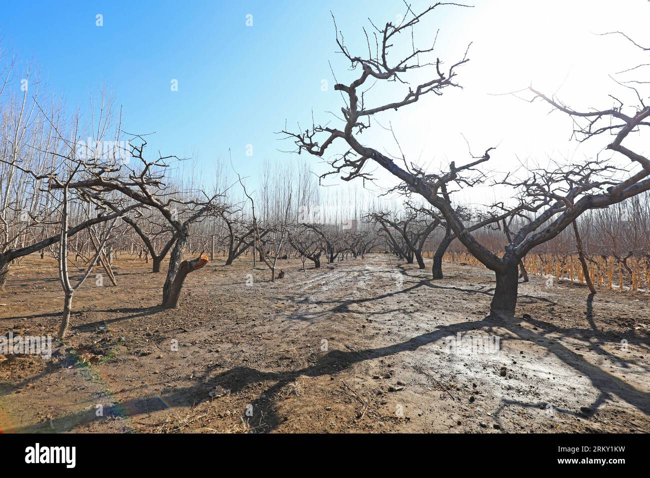 The dried peach trees are in the orchard, zhongg Stock Photo - Alamy