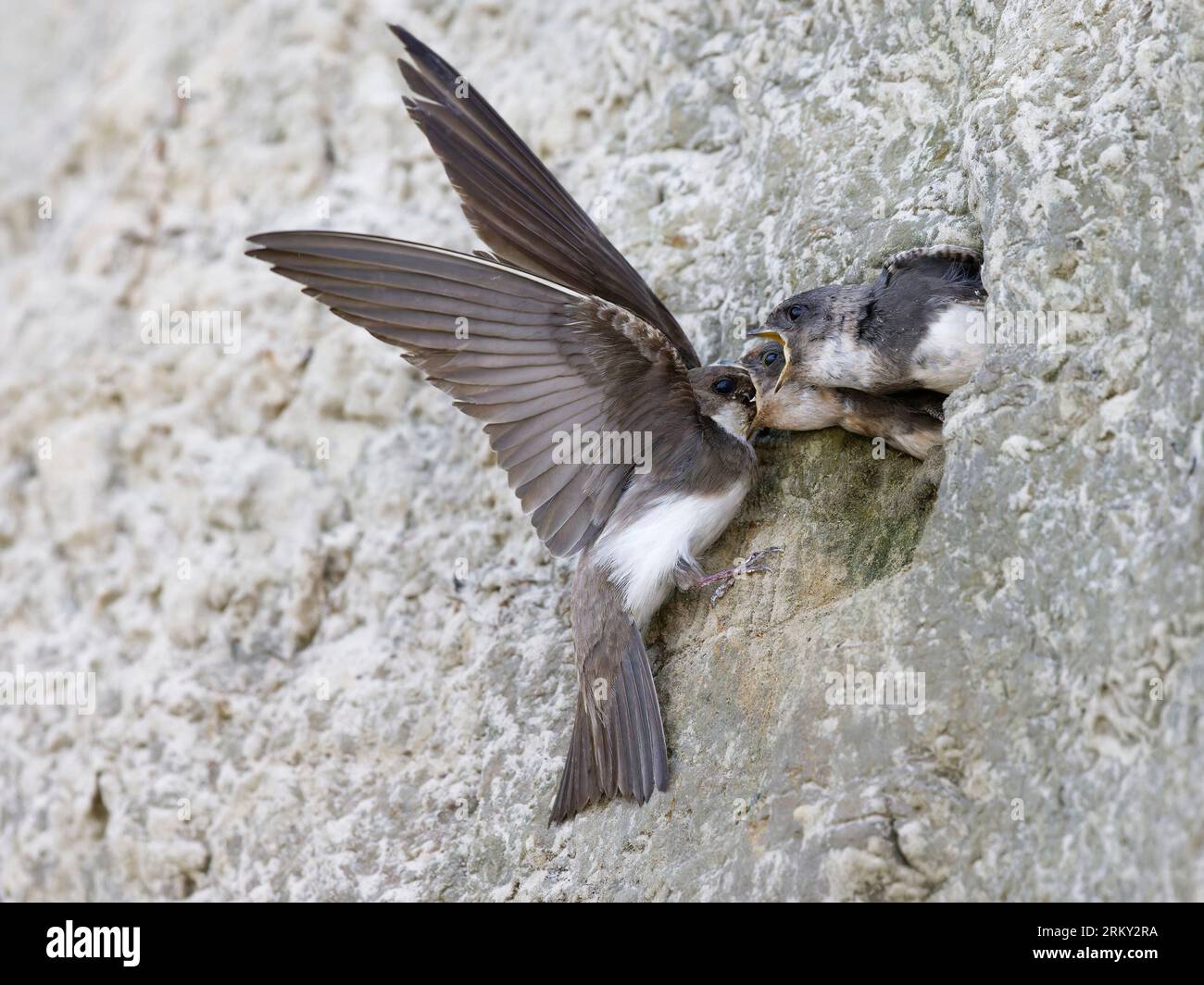 Sand Martin (Riparia riparia) returning to nest to feed chicks birds ...