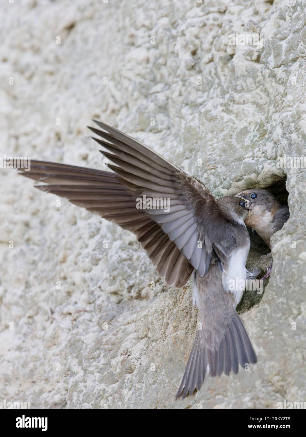 Sand Martin (Riparia riparia) returning to nest to feed chicks birds ...