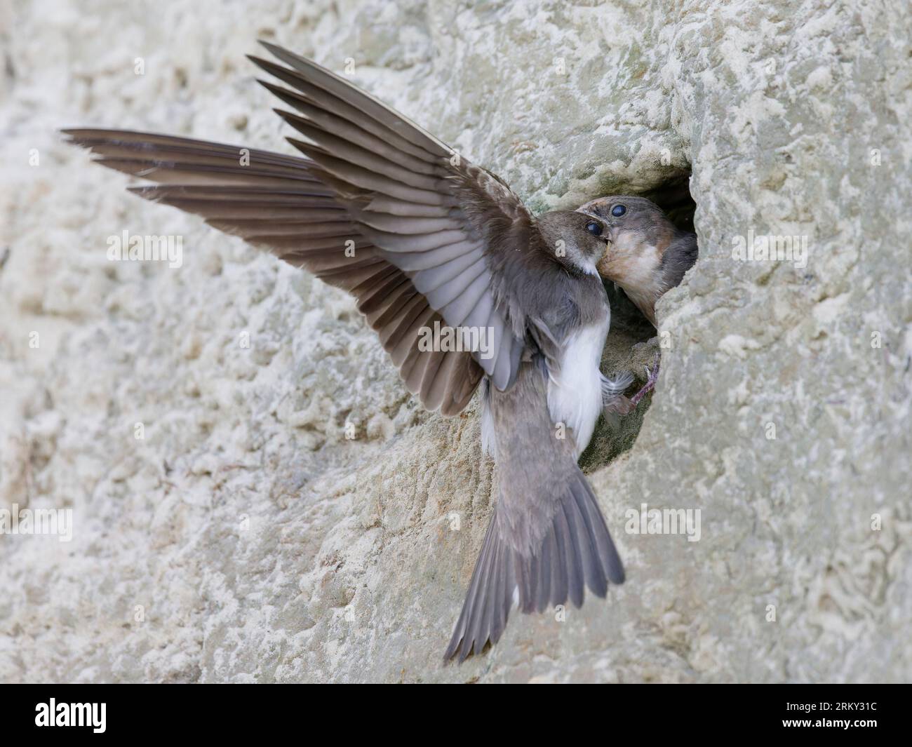 Riparia riparia chicks hi-res stock photography and images - Alamy