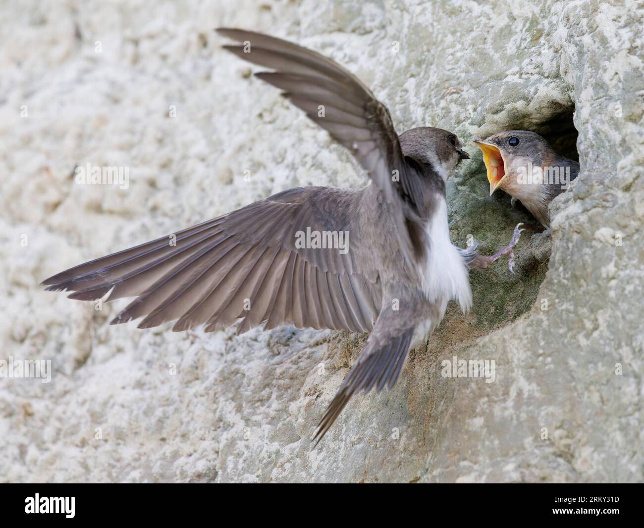 Sand Martin (Riparia riparia) returning to nest to feed chicks birds ...