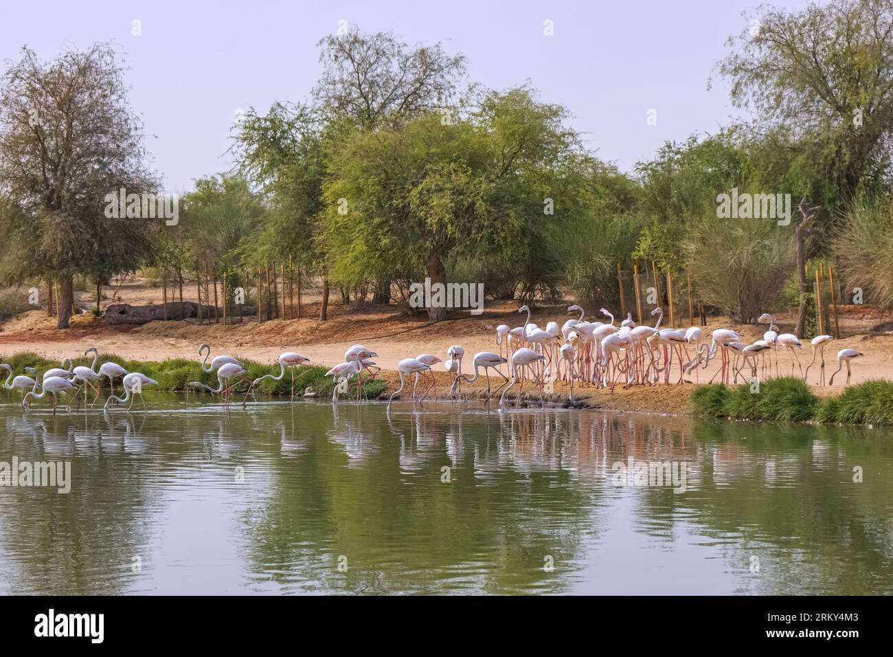 View of the manmade lake with pink flamingo at Al Qudra Lakes in Al ...