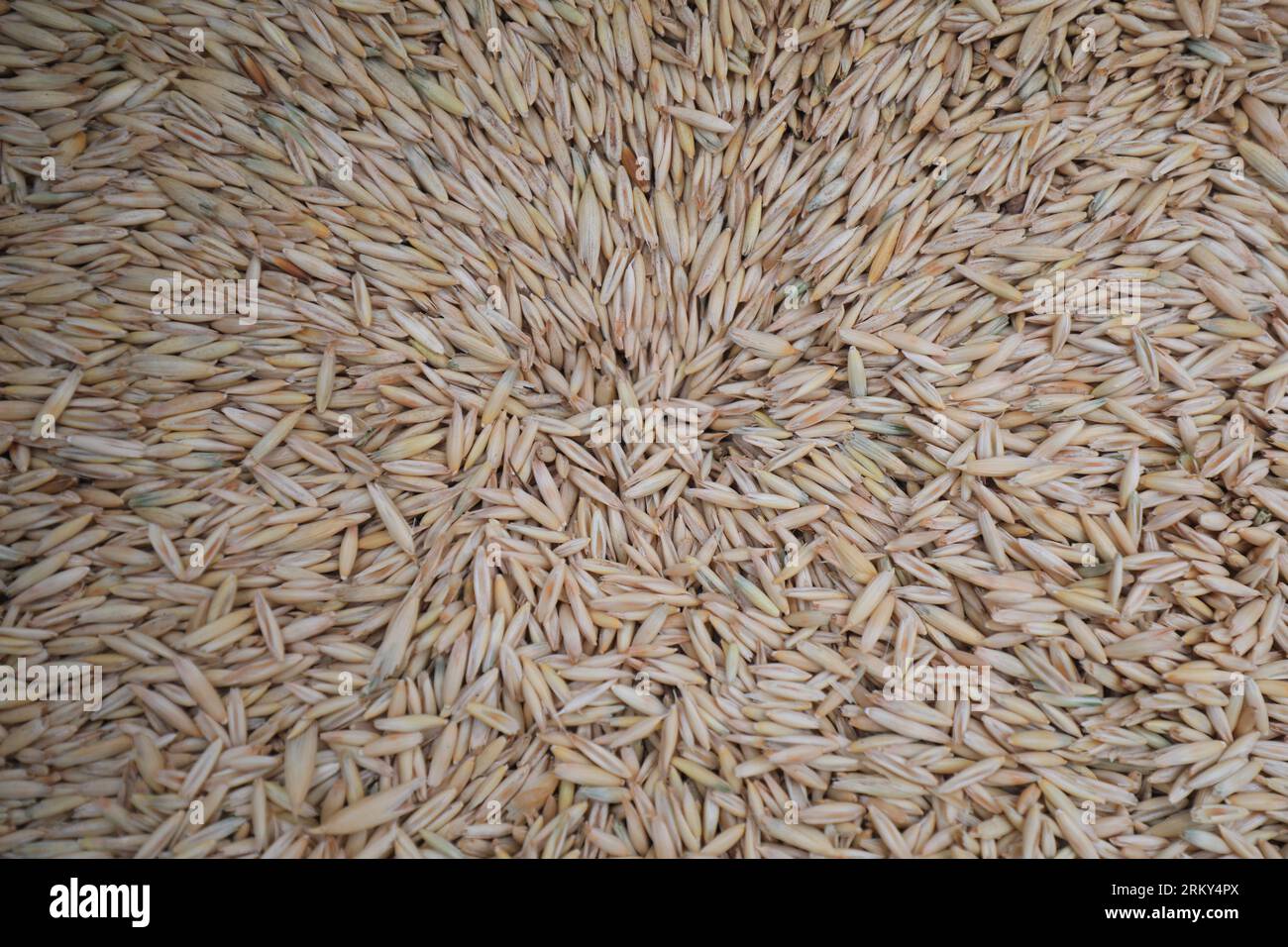 oats forage seeds, closeup of photo Stock Photo - Alamy