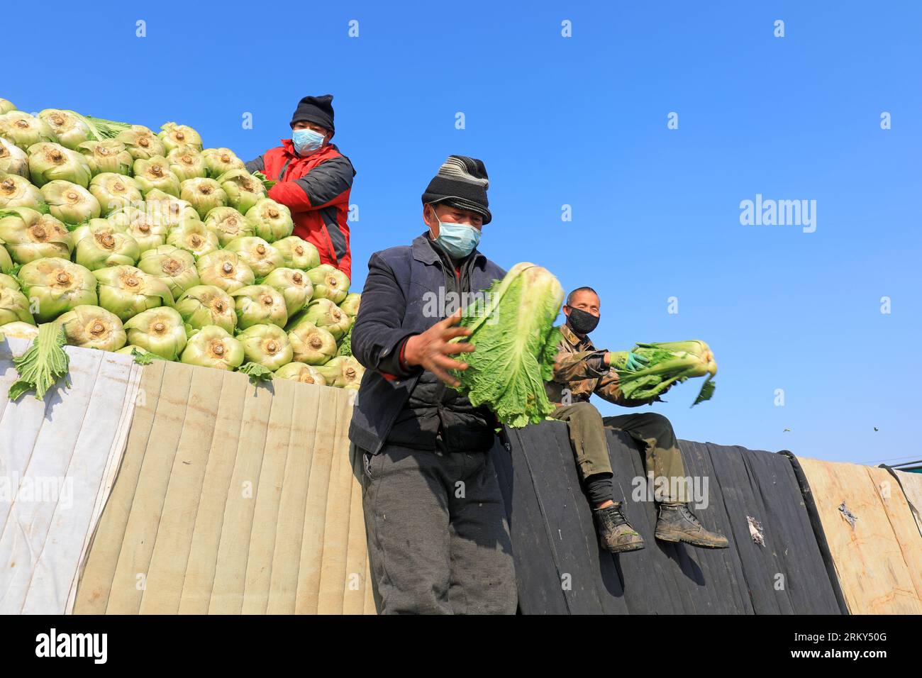LUANNAN COUNTY - February 26, 2020: Vegetable farmers are loading ...