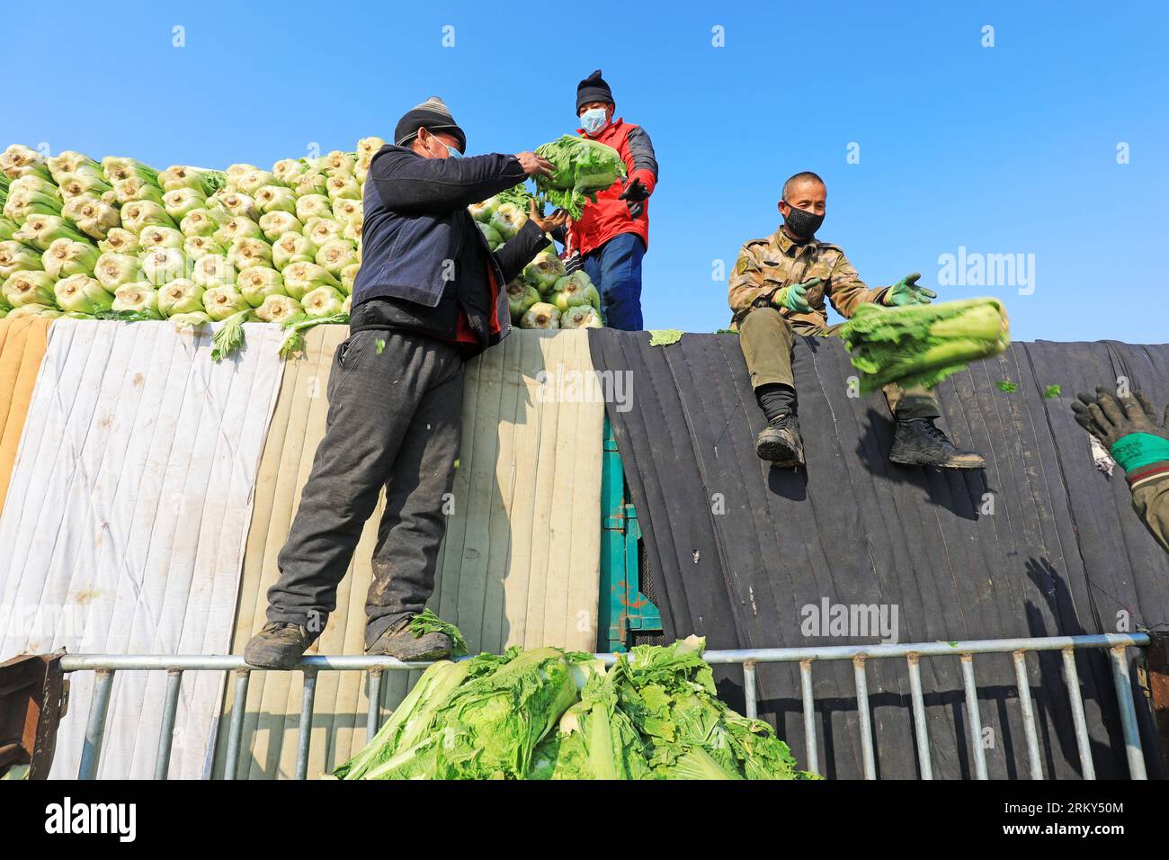 LUANNAN COUNTY - February 26, 2020: Vegetable farmers are loading ...