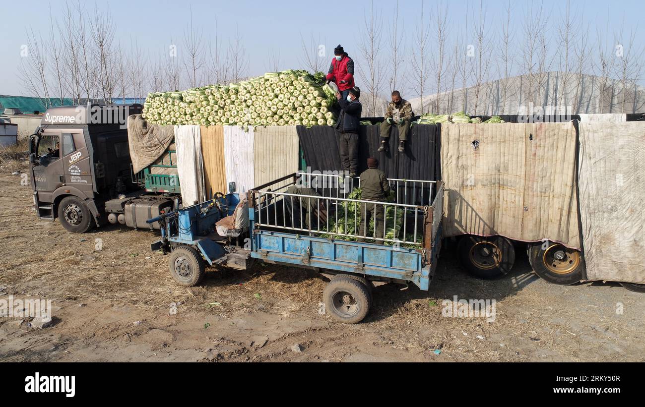 LUANNAN COUNTY - February 26, 2020: Vegetable farmers are loading ...