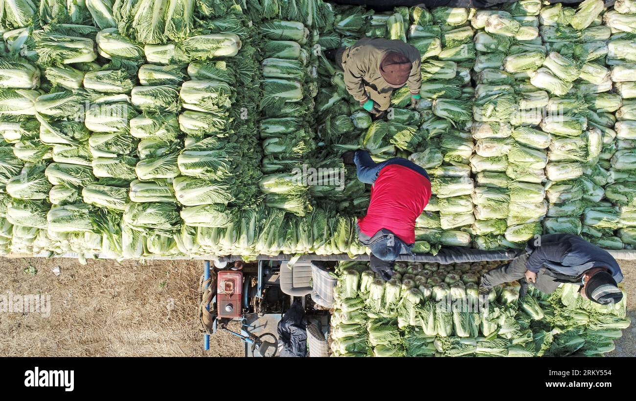 Vegetable farmers load Chinese Cabbage into the car Stock Photo - Alamy