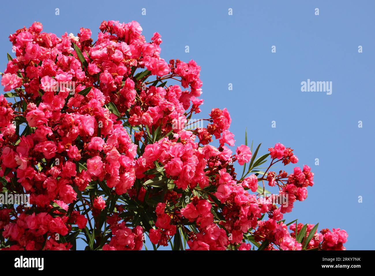 Nerium oleander most commonly known as oleander or nerium, is a shrub ...