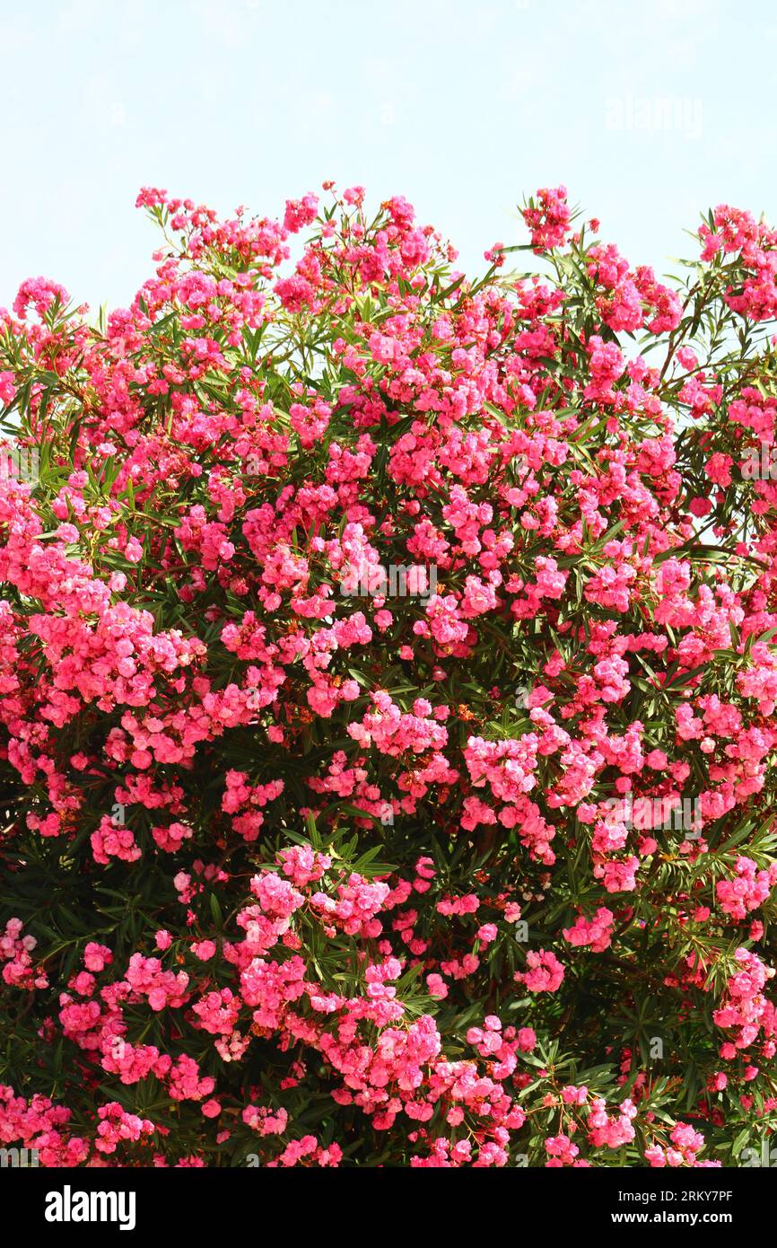 Nerium oleander most commonly known as oleander or nerium, is a shrub ...