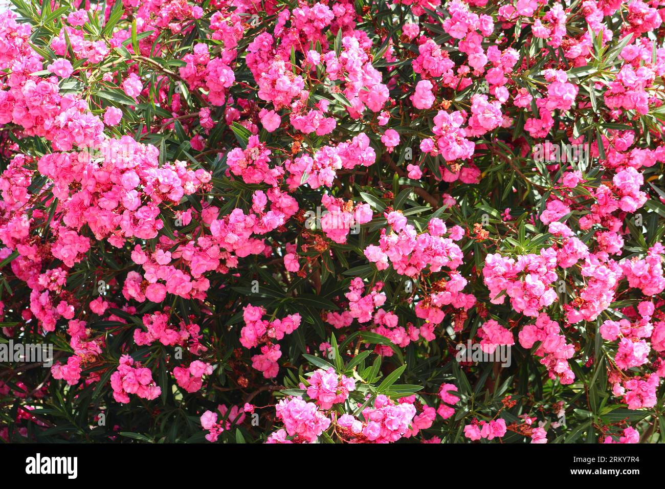Nerium oleander most commonly known as oleander or nerium, is a shrub ...