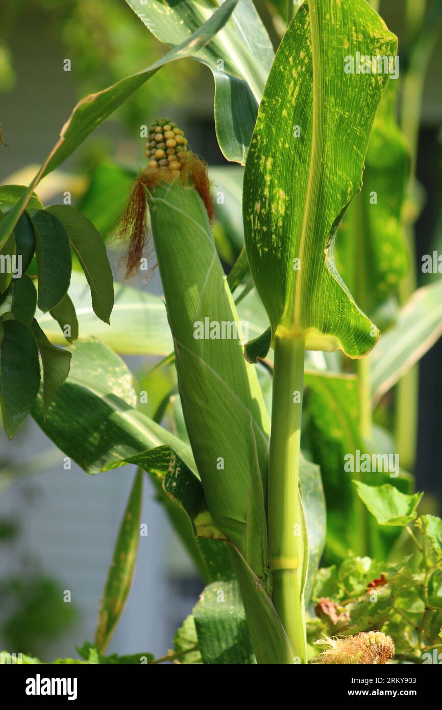 Corn on the corn tree in the garden Stock Photo - Alamy