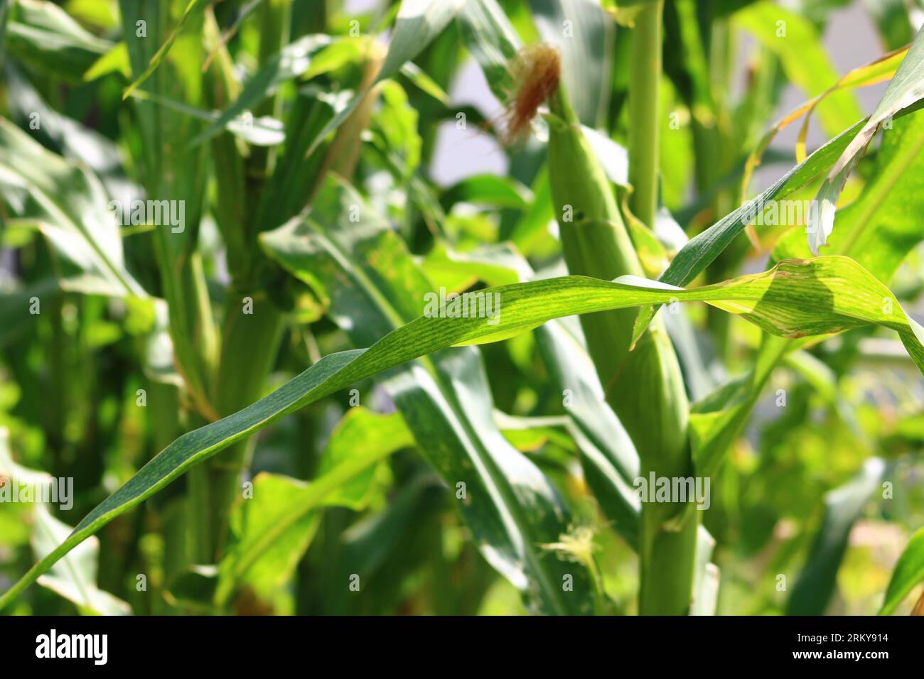 Corn tree hi-res stock photography and images - Alamy