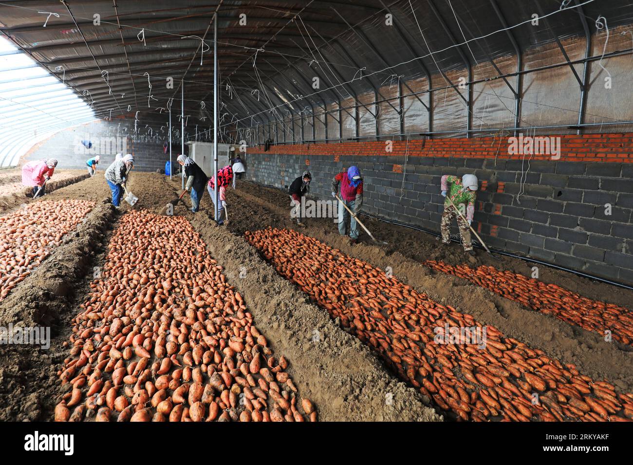 Farmers are planting sweet potatoes and covering the soil on the farm ...