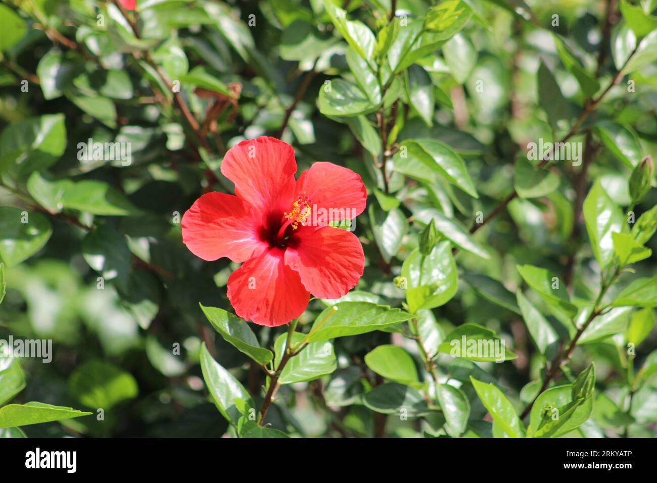 Hibiscus rosa sinensis, rose mallow and shoeblack plant,is a species of ...