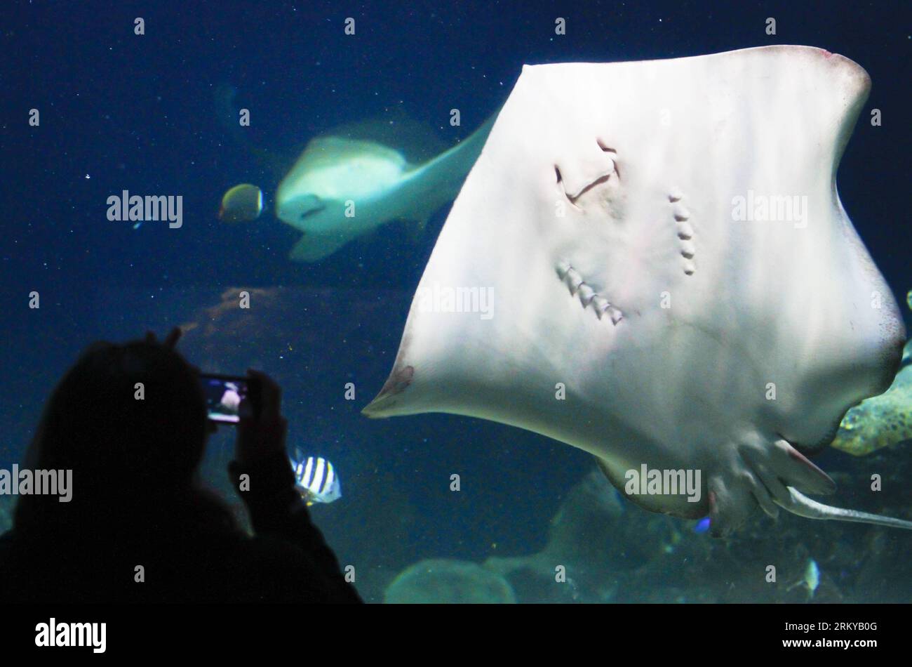 Sharks swimming 02 hi-res stock photography and images - Alamy