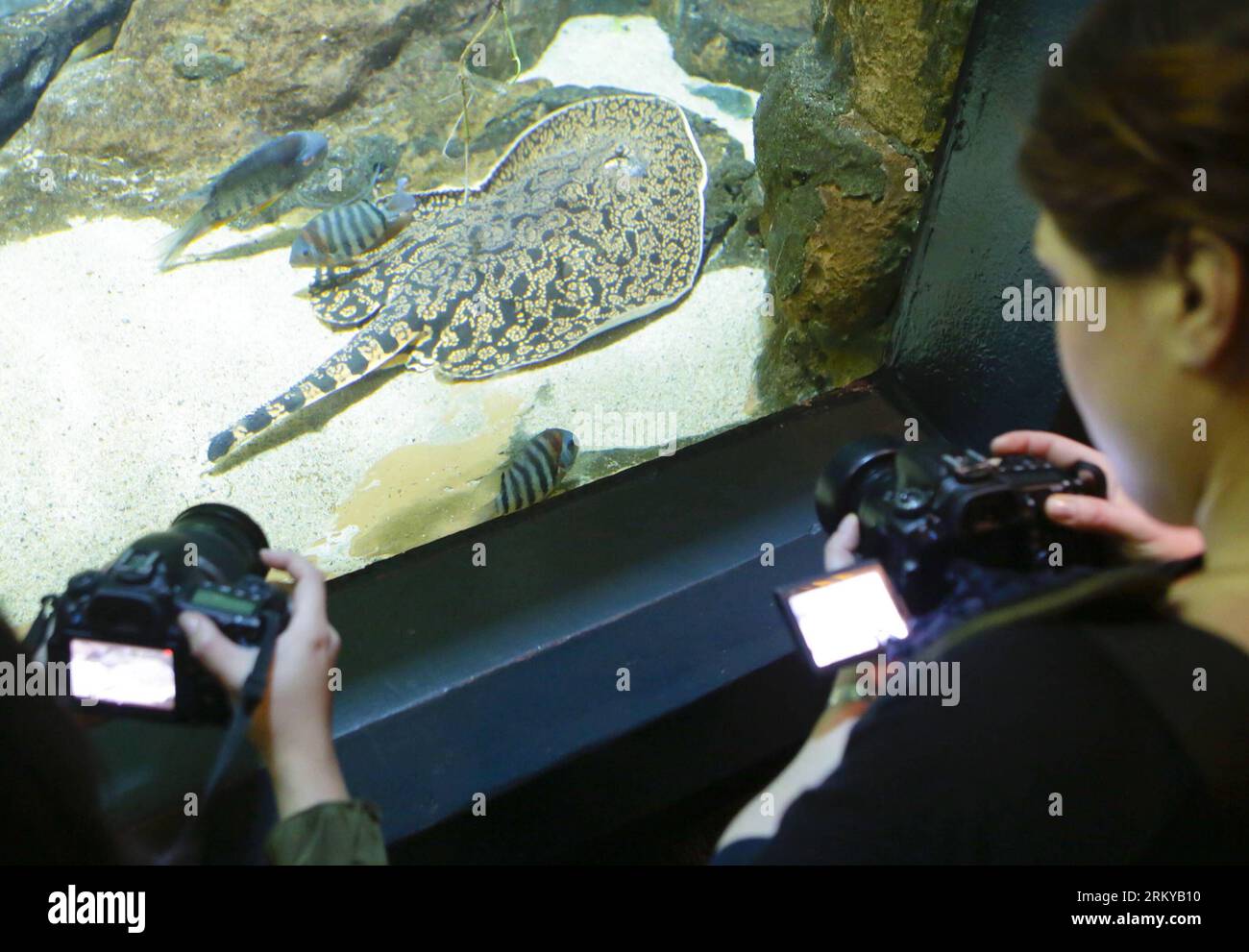 Different sharks hi-res stock photography and images - Alamy